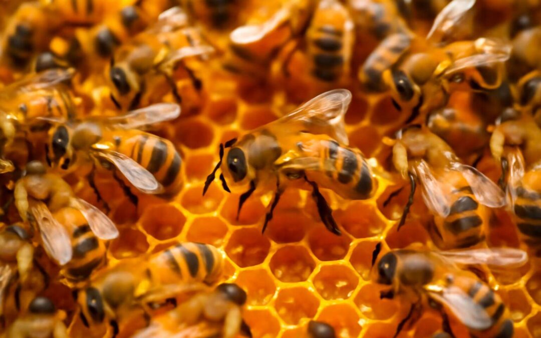 Unlock Fast Access with Your Essential Bee Verification Code for Seamless Security - BEE ...