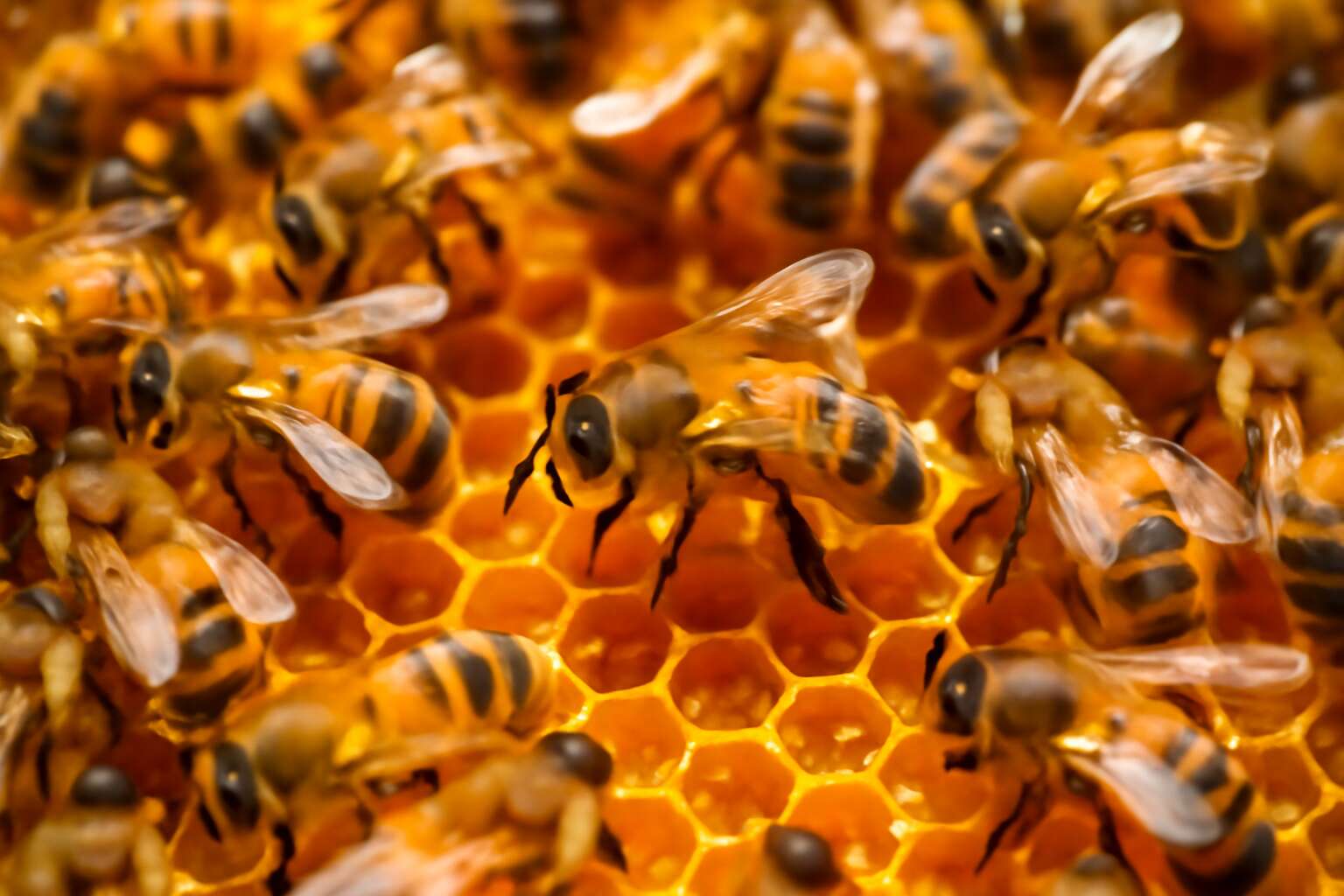 Unlock Fast Access with Your Essential Bee Verification Code for ...