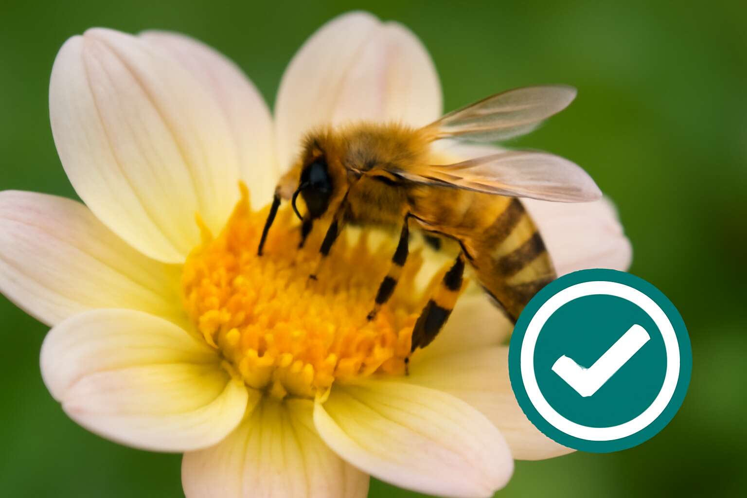 Boost hive safety with bee verification: the smart way to authenticate ...